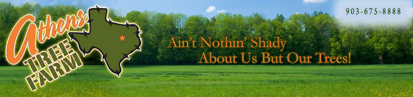 Athens Tree Farm - Rootmaker Certified Tree Growers Wholesale Trees ...