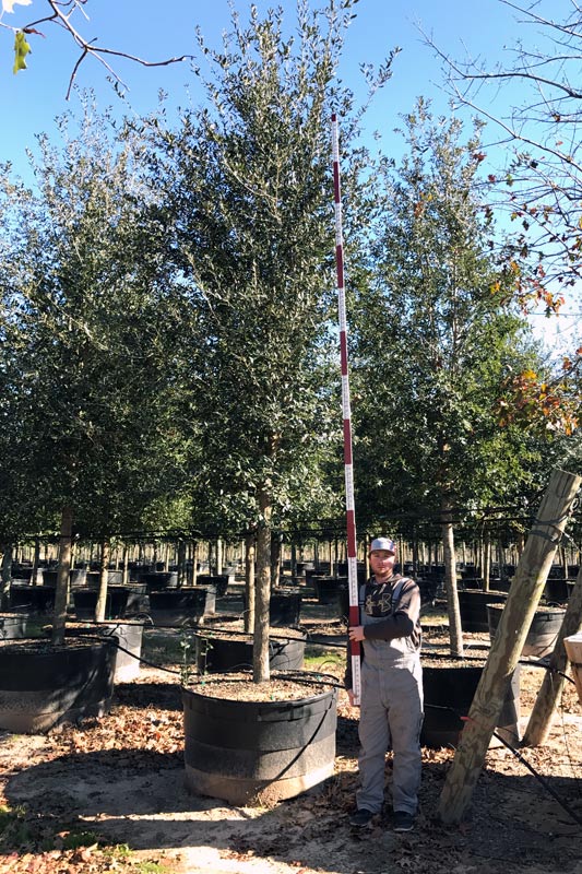 Athens Tree Farm | Tree Gallery